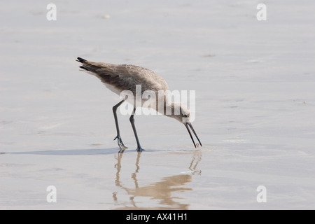 Sandpiper at Padre Island National Seashore Park Corpus Christi Texas ...