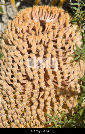 Flower spike of the creeping banksia (Banksia repens) in natural ...