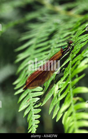 Female Beautiful Demoiselle (Calopteryx virgo Stock Photo - Alamy