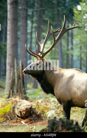 "North American Roosevelt Elk in the forests of Washington State Stock ...