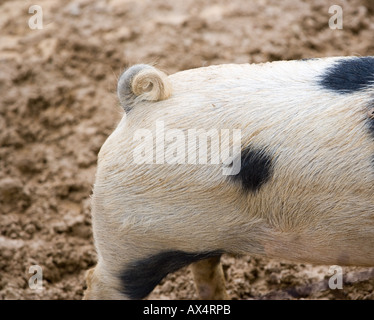 Pigs bottom and curly tail Stock Photo - Alamy