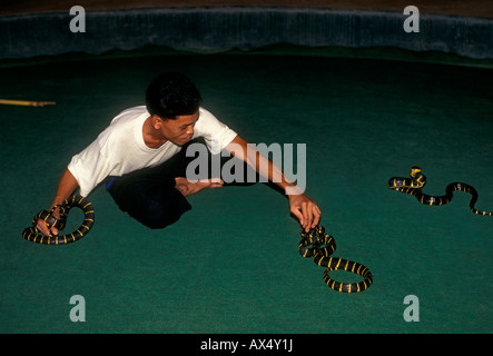 Thai man, snake handler, snake charmer, snake, snakes, Mae Sa Snake ...