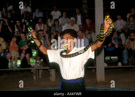 Thai man, snake handler, handling snake, snake, snakes, Mae Sa Snake ...