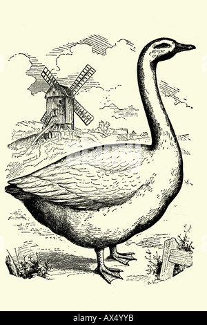 Bird illustration-The Goose-Antique plate of the dutch book: Collection ...