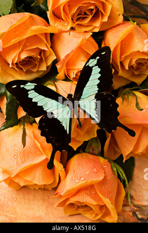 Butterfly with yellow flowers and soft green background Stock Photo - Alamy