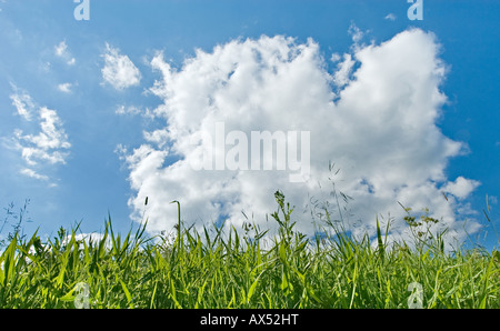 blue sky and green grass Stock Photo - Alamy