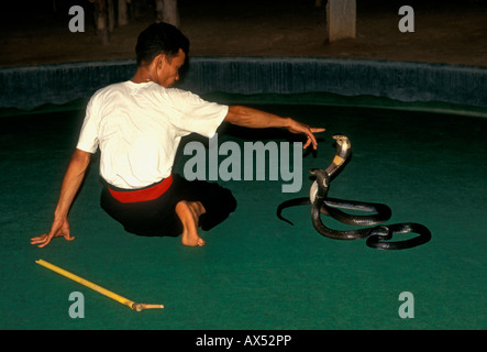 Thai man, snake handler, snake charmer, snake, snakes, Mae Sa Snake ...