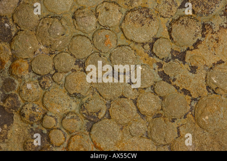 Fossil Jellyfish (Nemiana simplex) Ukraine - Vendian Age - Ediacaran ...