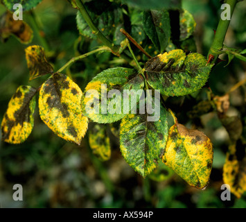 Black spot (Diplocarpon rosae) severe leaf infection with coalesced and ...
