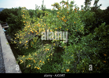 Weak & dying clementine tree with basal rot (Phytophthora citrophthora ...