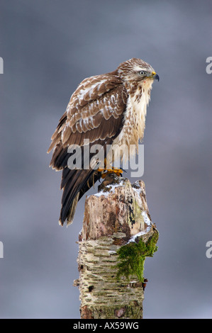 A common buzzard sits on a tree branch stretching its wings near ...