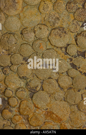 Nemiana simplex is an White Sea Ediacaran fossil (upper Vendian) in the ...