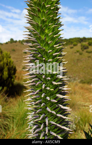 Giant Groundsel Senecio brassica Mount Kilimanjaro Tanzania Africa ...