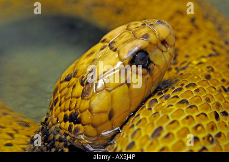 Cape cobra, yellow cobra (Naja nivea), cape cobra feeding on another ...
