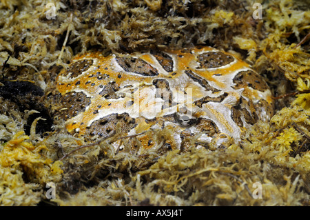horned frog Hornfrosch CERATOPHRYS ORNATA eating a mouse AMPHIBIAN ...