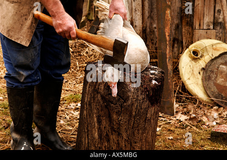 Home slaughtering (duck), farmer holding duck shortly before the ...