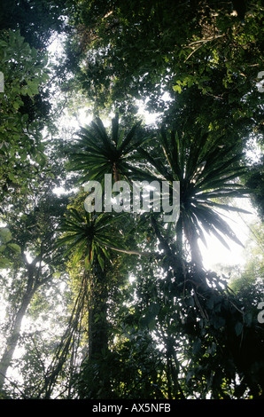 Burundi, Kigwena forest Nature Reserve in the bututsi, deforestation ...