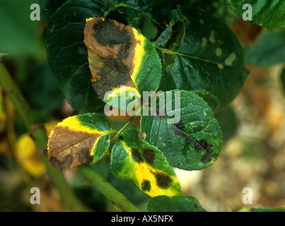 Black spot (Diplocarpon rosae) severe leaf infection with coalesced and ...