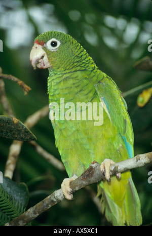 Puerto Rican Parrot (Amazona vittata), a Critically Endangered bird ...