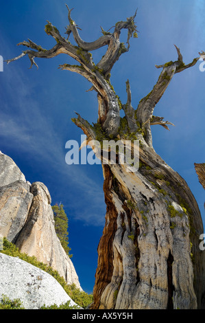 Single Bristlecone Tree in Rocky Valley in Great Basin National Park in ...