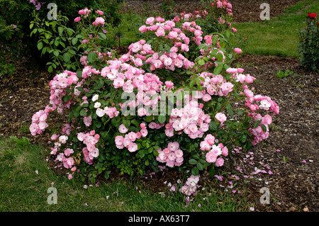 Shrub rose Maria Lisa, Rose spec., shrub rose Maria Lisa, Rose spec ...