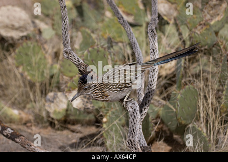 Greater Roadrunner Perched on Prickly Pear Cactus in Sonoran Desert of ...