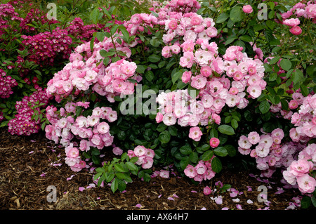 Shrub rose Angela, Rose spec., shrub rose Angela, Rose spec. , Shrub ...