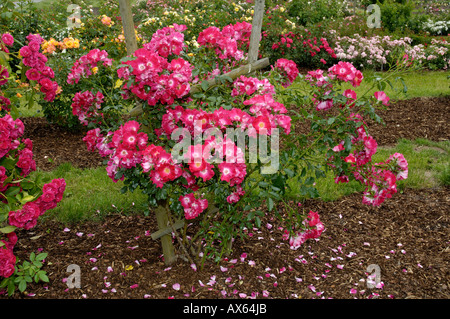 Climbing rose Dortmund, Rose spec., climbing rose Dortmund, Rose spec ...
