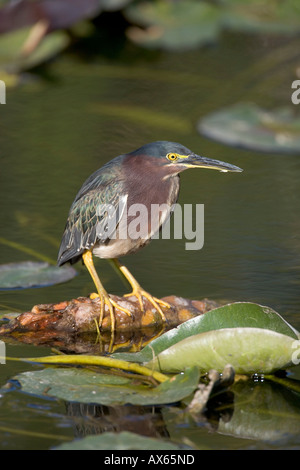 Adult green heron, Everglades Stock Photo - Alamy