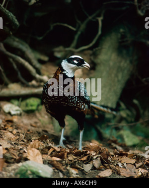 Male Reeve's Pheasants "Syrmaticus reevesii Stock Photo - Alamy