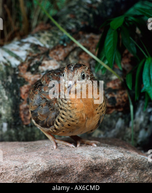 yellow-legged button-quail (Turnix tanki), adult walking in the open in ...