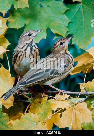 Tree Pipit (Anthus trivialis), two broods per year are normal (Photo ...