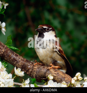 Italian Sparrow (Passer italiae), adult male and female fighting in ...