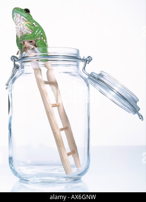 A frog in a jar on a ladder Stock Photo - Alamy