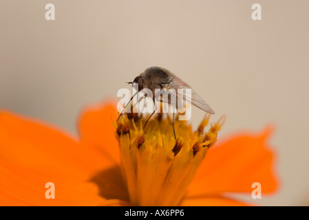 a close up of a specimen of the Bombyliidae family bee flies Stock ...