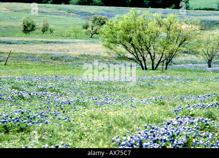 A beautiful field of blue bonnets Stock Photo - Alamy