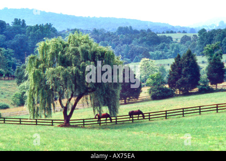 Horses standing and grazing in a green meadow in the rural landscape of ...