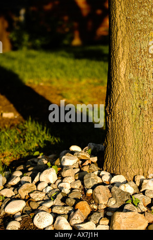 Shadow of a Tree Cast on the Ground During Sunset in a Rural Field ...
