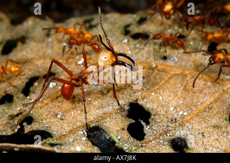 Army ant soldier with big mandibles Stock Photo - Alamy