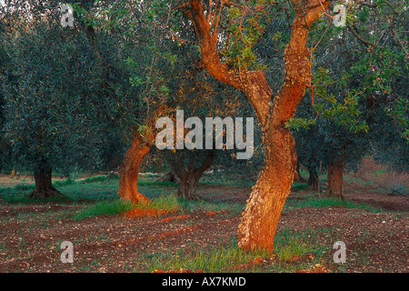 An Olive Grove in Puglia Stock Photo - Alamy