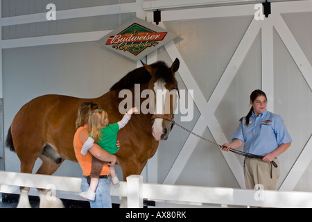Anheuser Busch's Budweiser Clydesdale Horse Wagon at Seaworld Orlando ...
