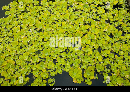 Leaves or pond weed floating on a pond lake water Stock Photo - Alamy