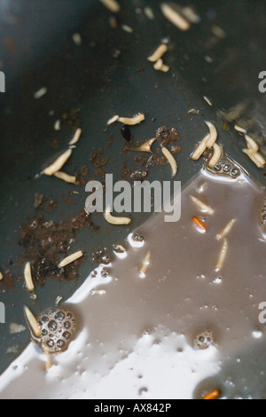 Maggots breeding in refuse bin as a result of fortnightly collections ...
