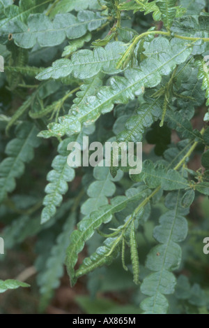 sweetfern (Comptonia peregrina Stock Photo - Alamy