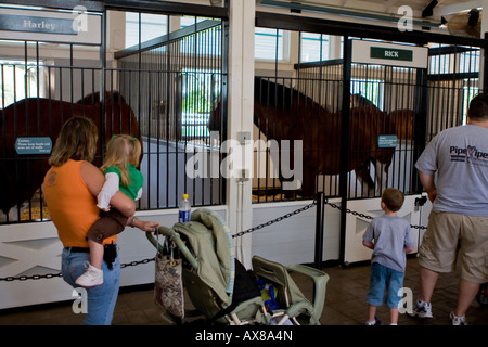 Anheuser Busch's Budweiser Clydesdale Horse at Seaworld Orlando Florida ...