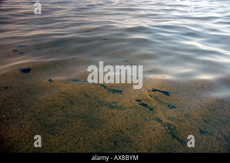 Trichodesmium sp. – a cyanobacteria (blue-green algae), and is also ...
