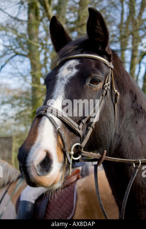 Brown horse head semi profile Stock Photo - Alamy
