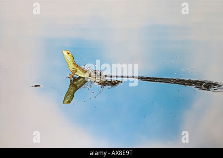 Green basilisk or plumed basilisk running on water (Basiliscus ...