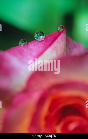 Spiral petals of deep pink rose flower Rosa Memory Lane Stock Photo - Alamy