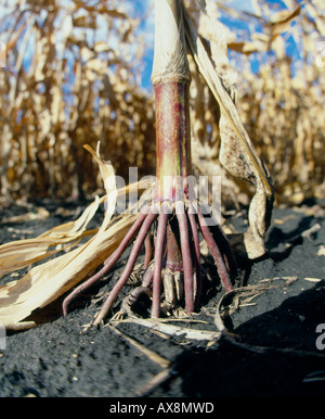 Corn prop roots Stock Photo - Alamy